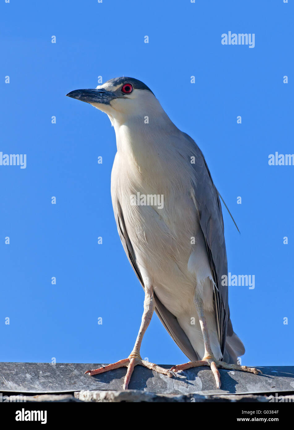 Adult Black-crowned Night Heron, Nycticorax nycticorax Stock Photo - Alamy