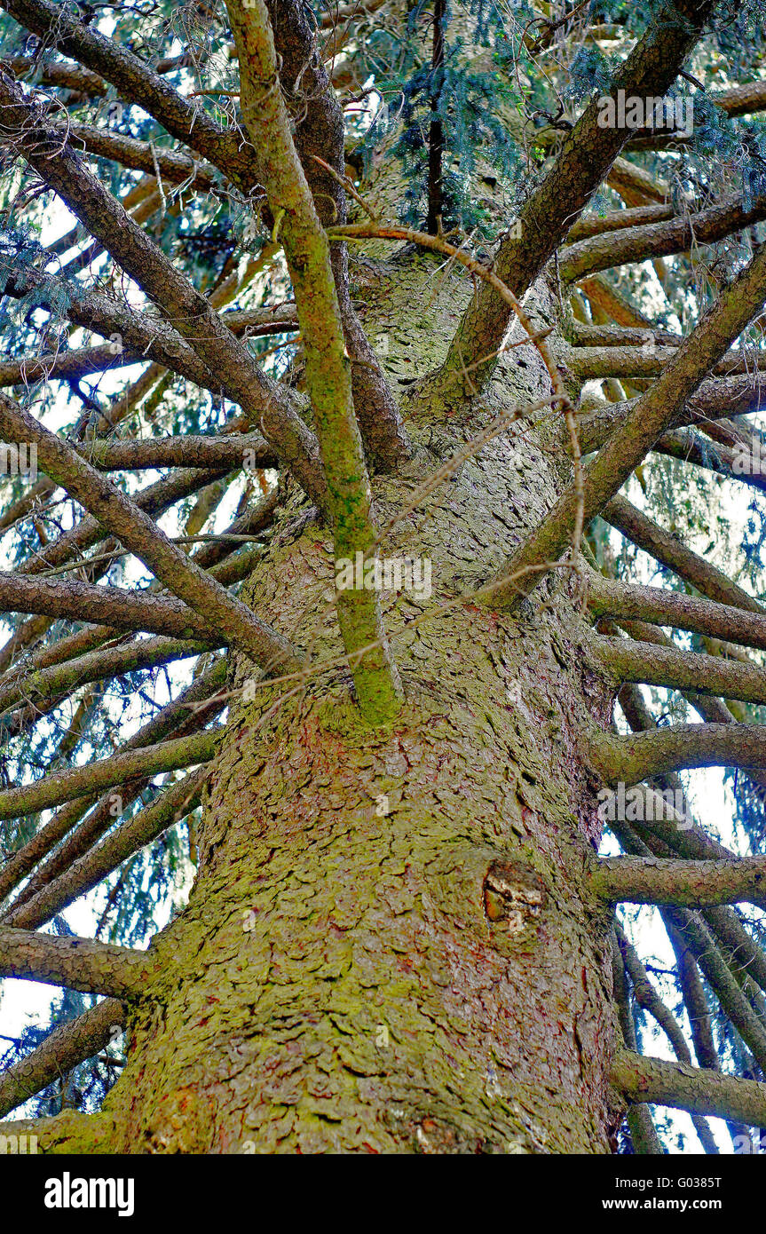 tree trunk with branches Stock Photo - Alamy