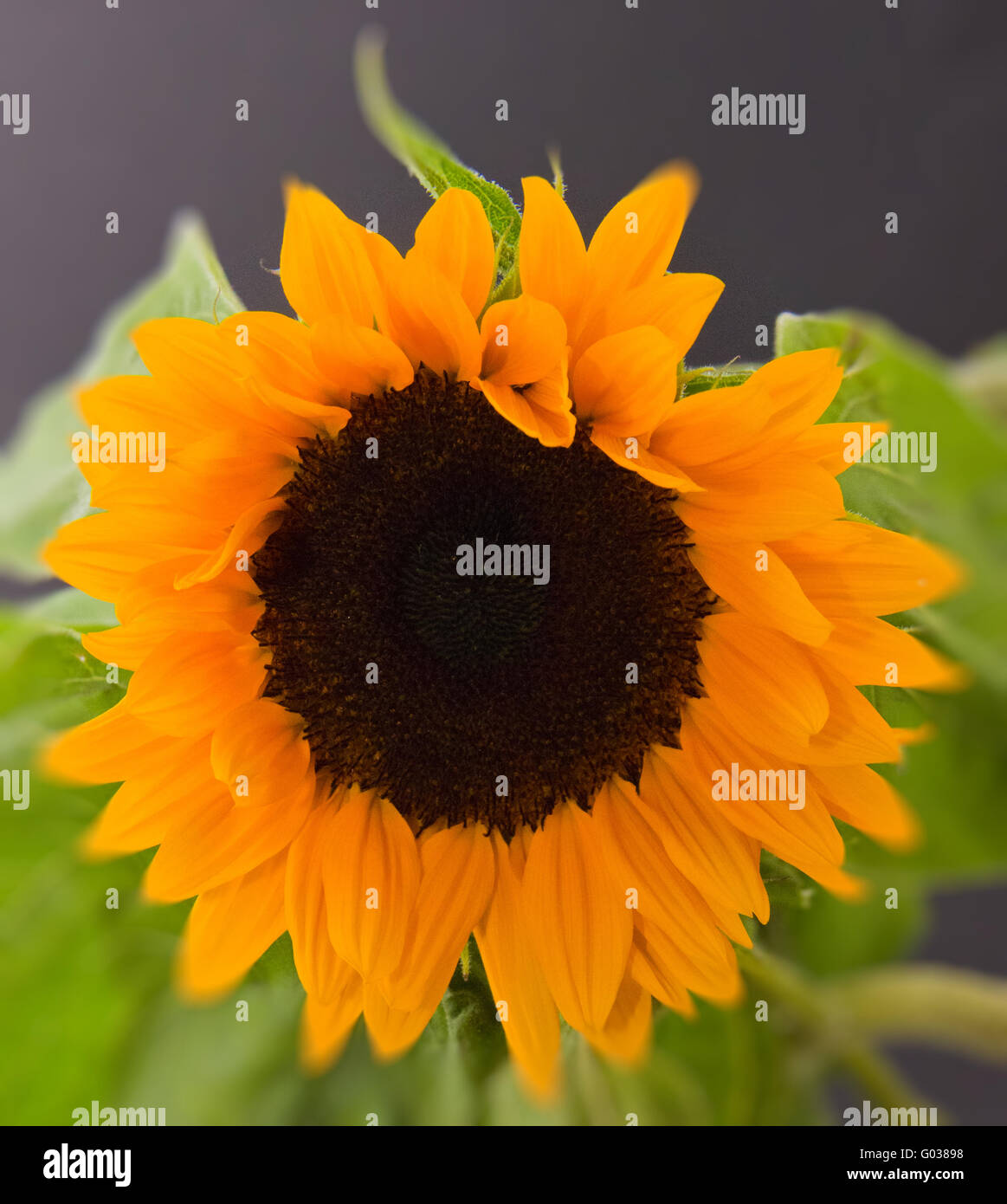 Flower of sun Stock Photo - Alamy