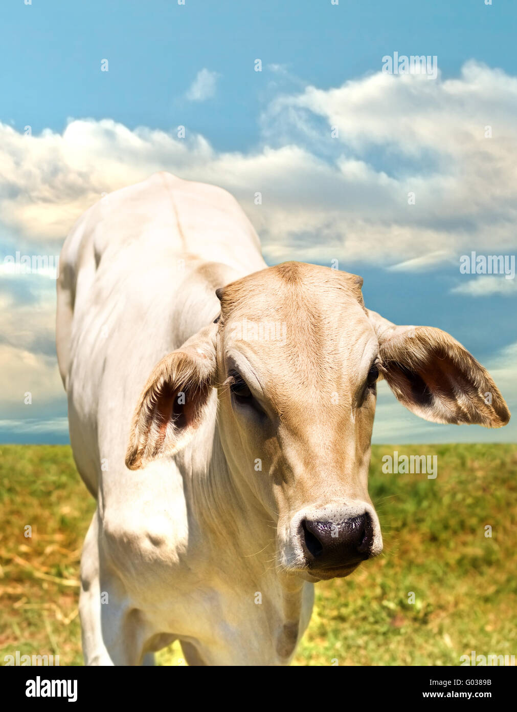 Lone Cattle High Resolution Stock Photography and Images - Alamy