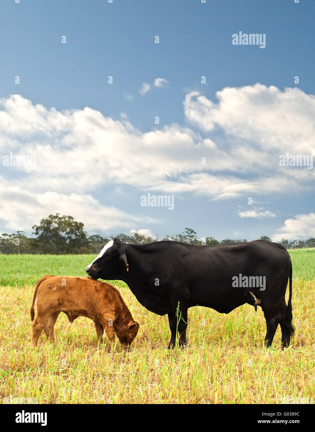 Agricultural pasture hi-res stock photography and images - Alamy