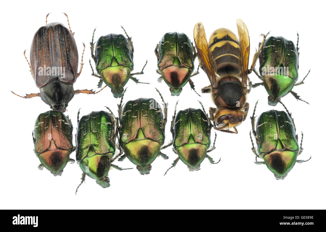 Hunting trophies, successful hunting comic concept Stock Photo - Alamy