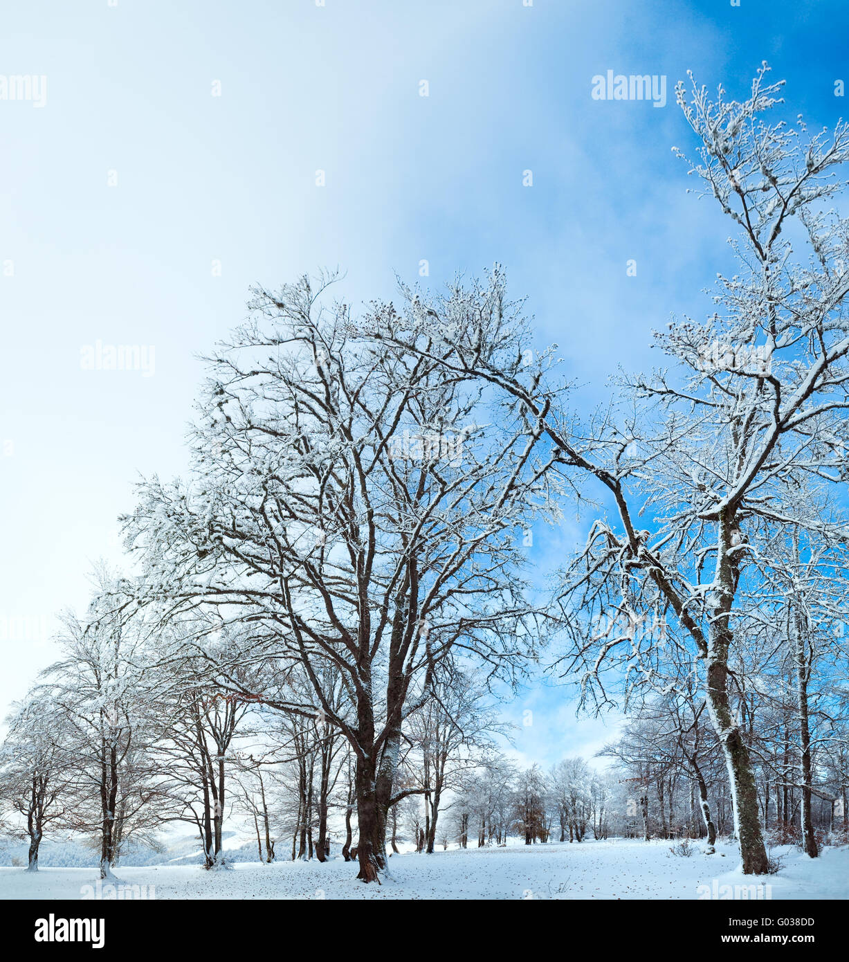 First winter snow and last autumn leaves in forest Stock Photo - Alamy