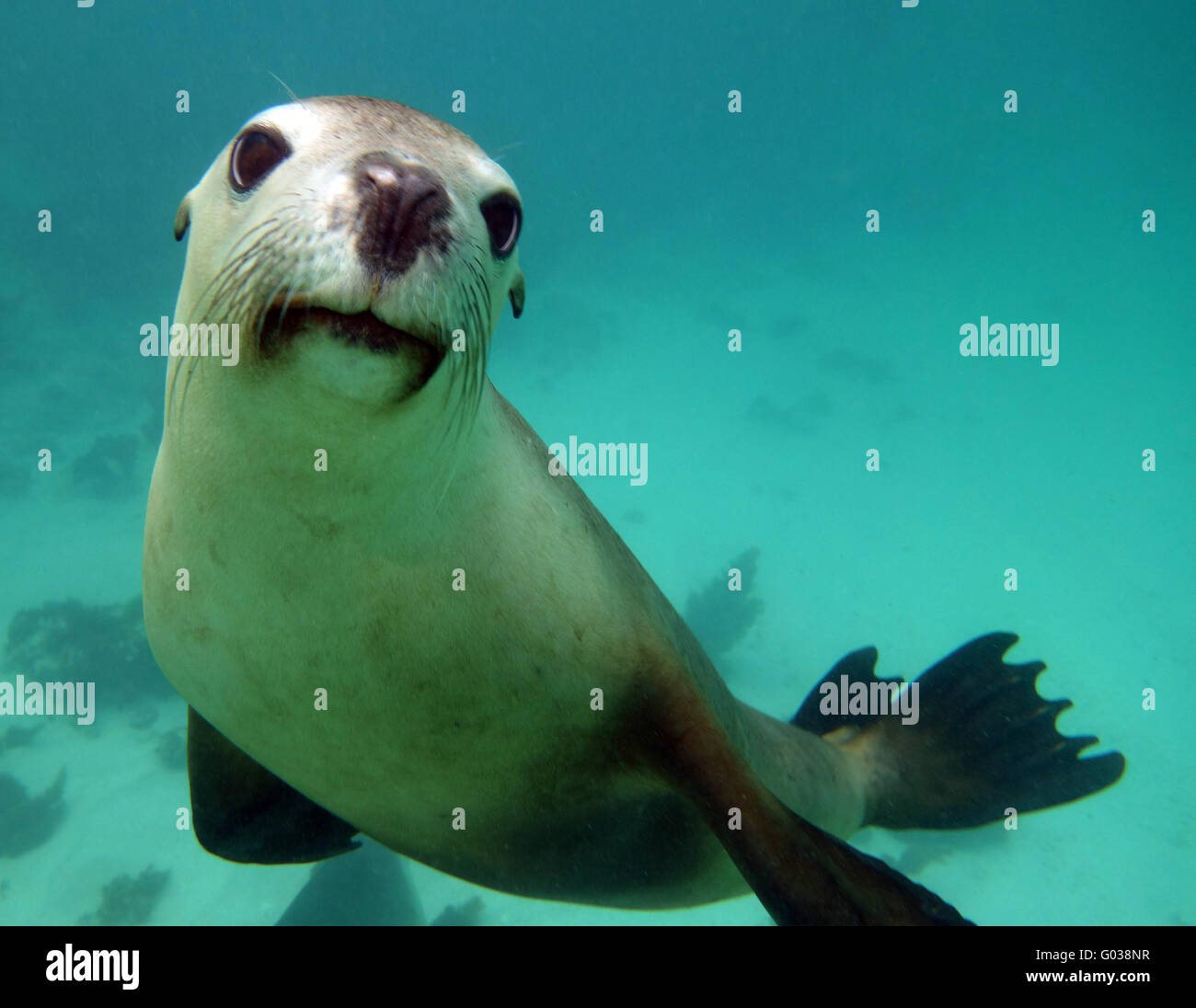 Seal lions underwater western australia hi-res stock photography and ...
