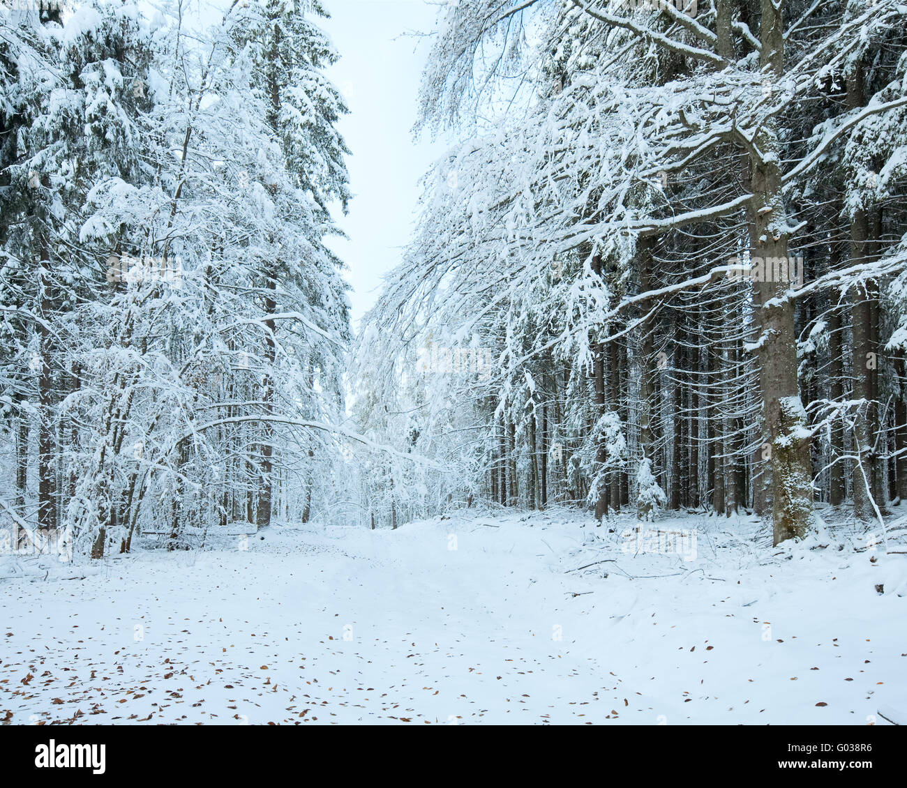First winter snow and last autumn leaves in forest Stock Photo - Alamy