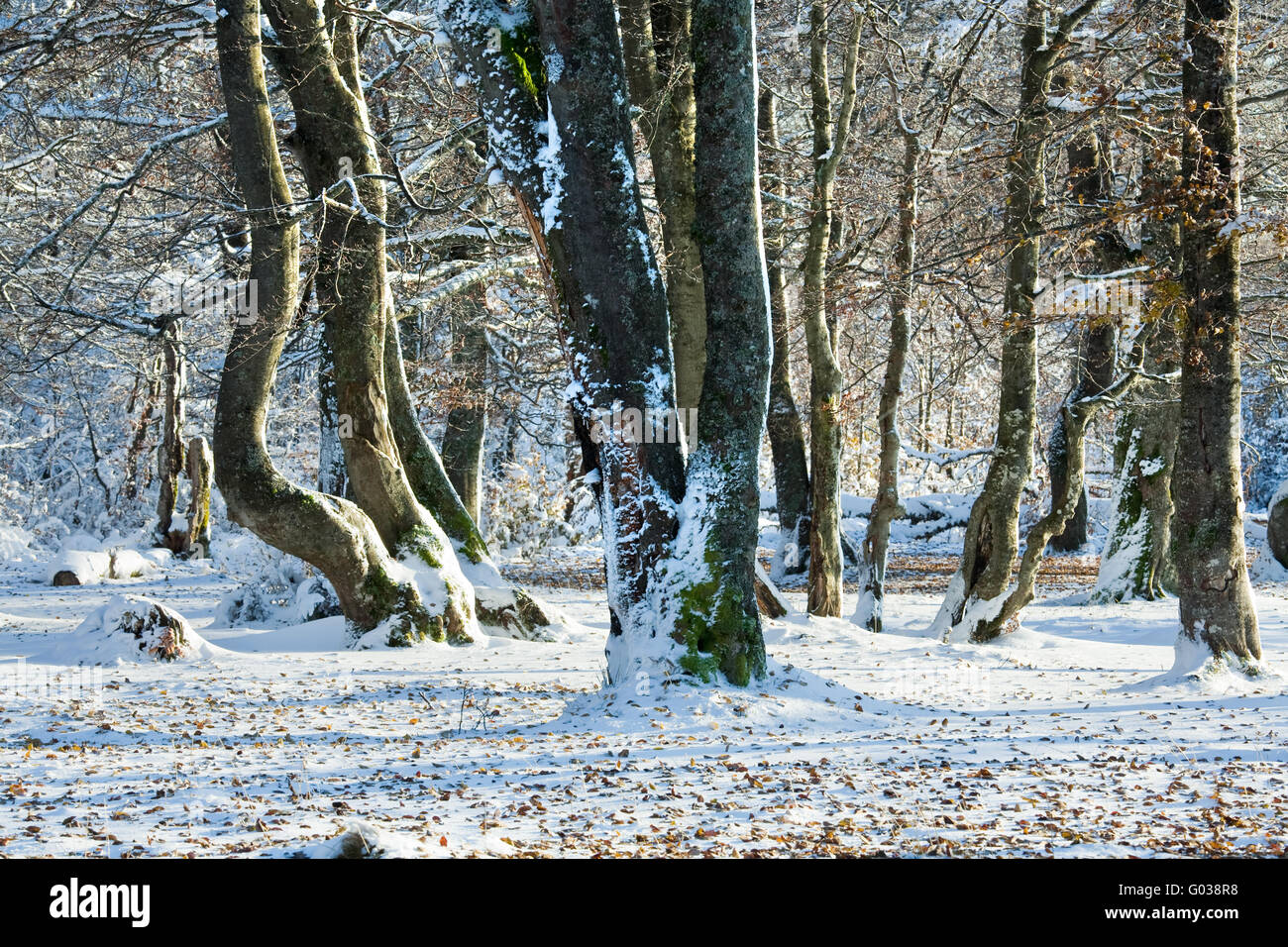 First winter snow and last autumn leaves in forest Stock Photo - Alamy