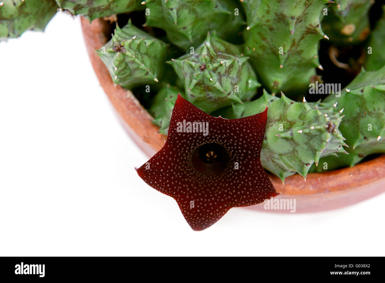 Grow stapelia hi-res stock photography and images - Alamy