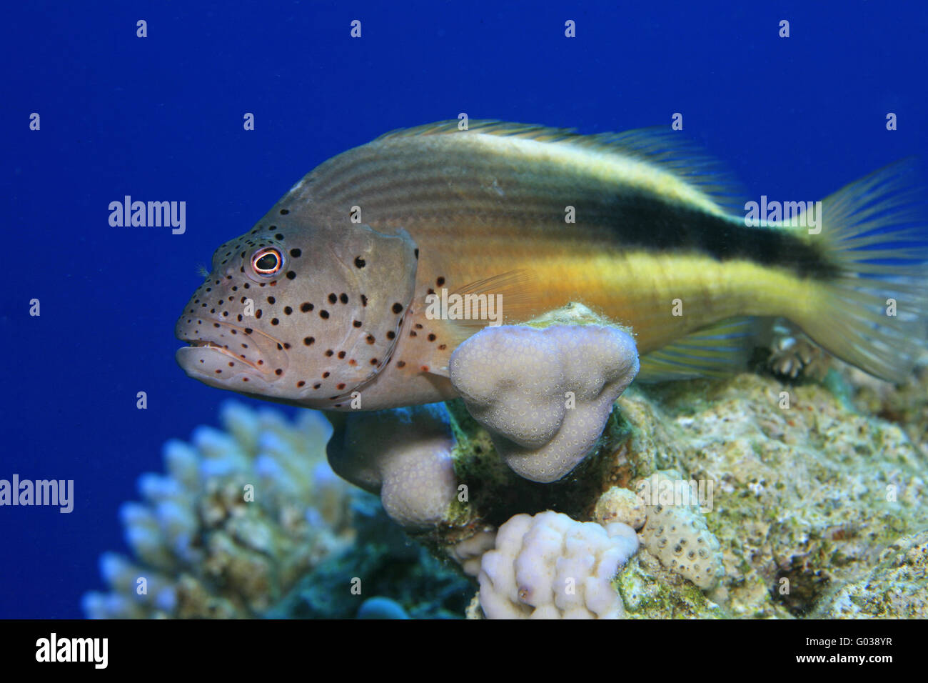 Freckled hawkfish hi-res stock photography and images - Alamy