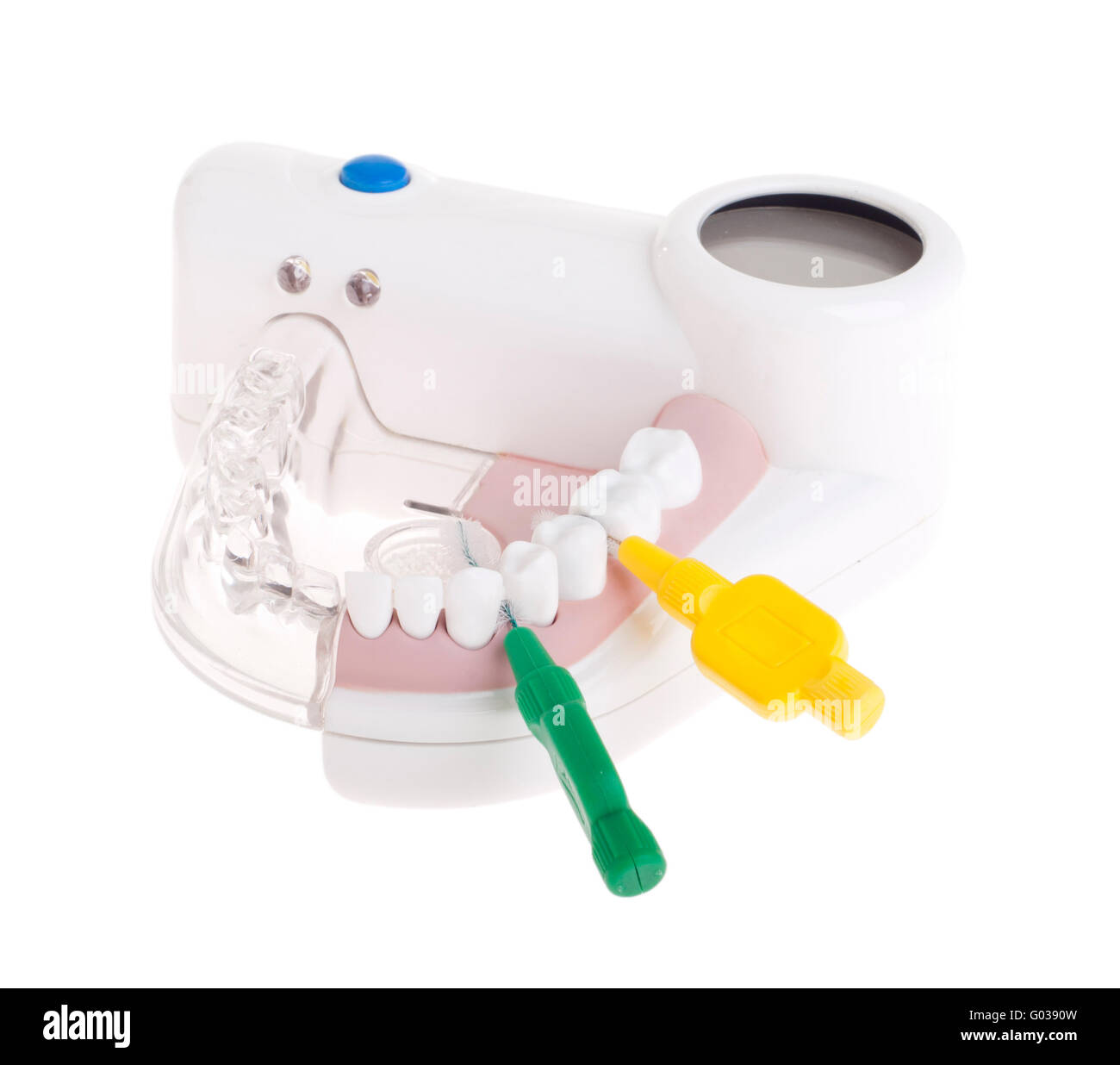 portable dental model showing how to use intra proximal brushes ...