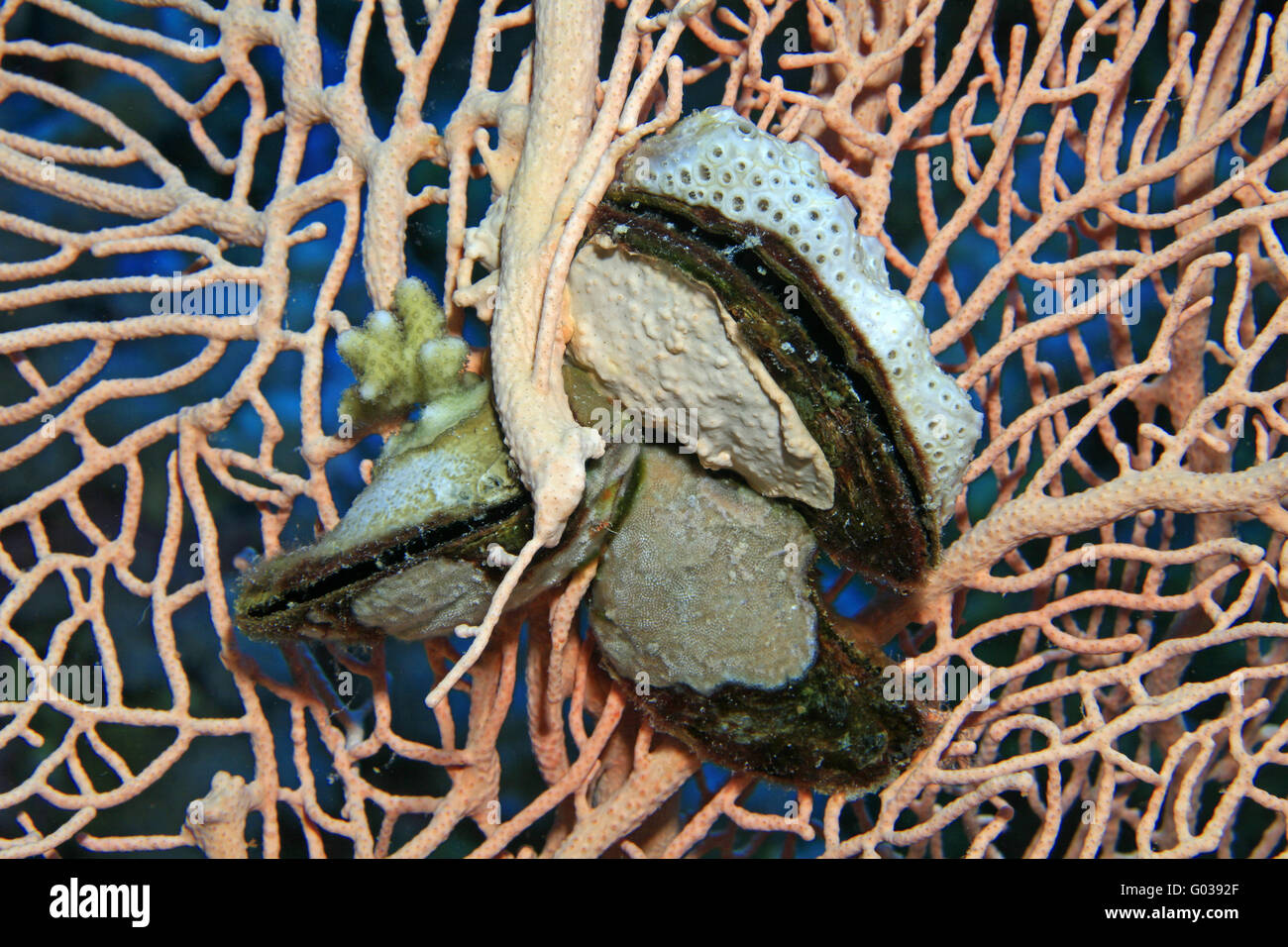 Muschelfoto hi-res stock photography and images - Alamy