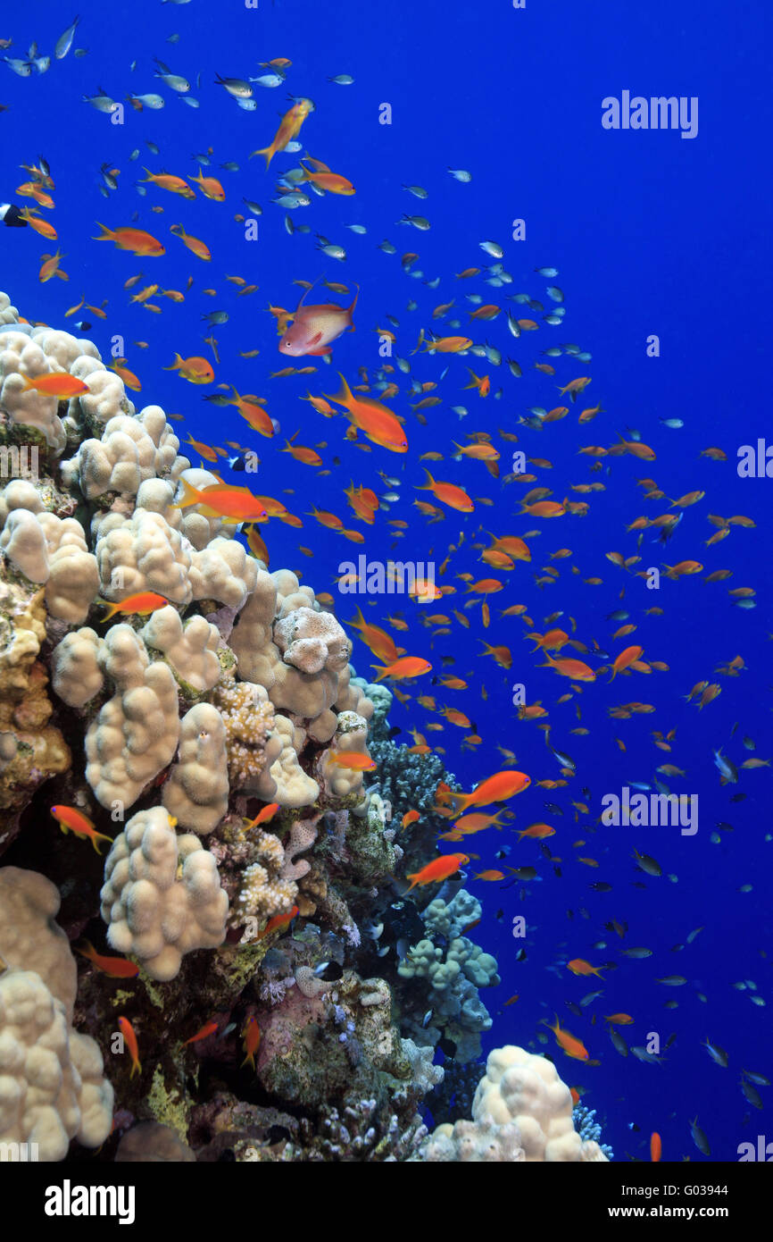 Coral reef and colourful fish Stock Photo - Alamy