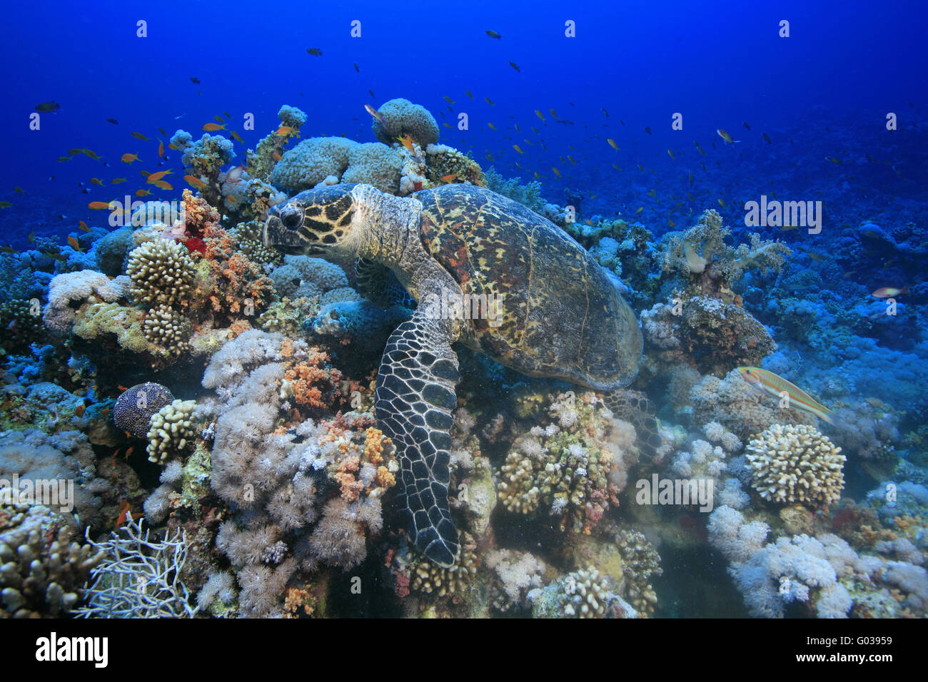 Hawksbill Sea Turtle Stock Photo - Alamy