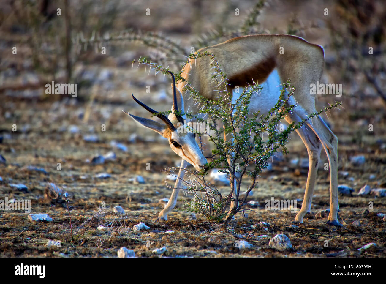 Springbok eating hi-res stock photography and images - Alamy