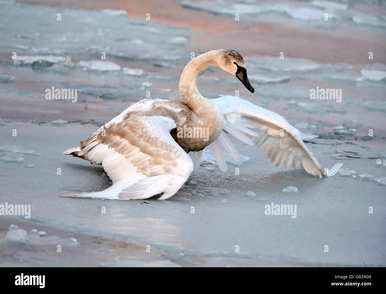swan in the winter Stock Photo - Alamy