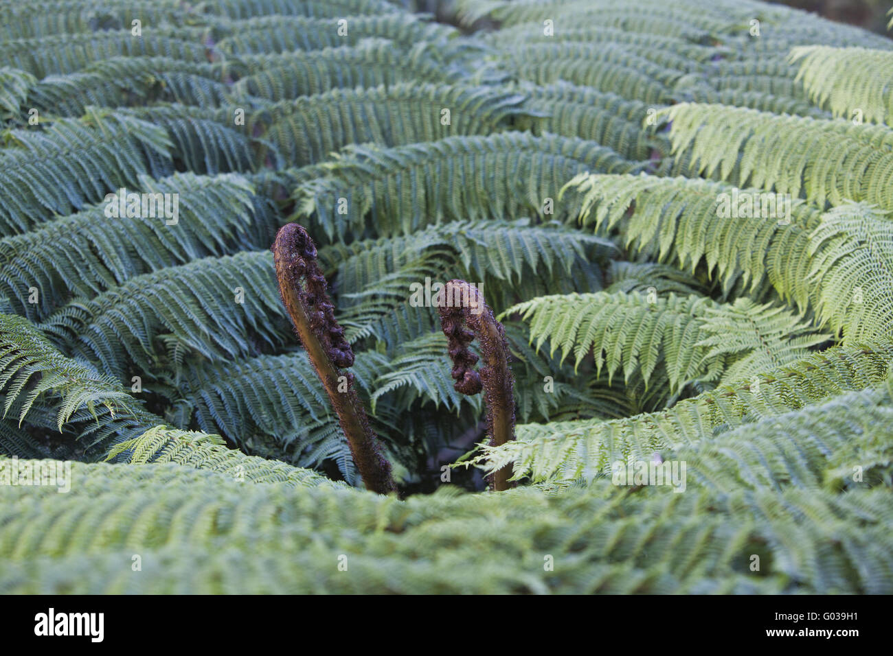 Unrolling young fern frond, Madagascar, Africa Stock Photo - Alamy