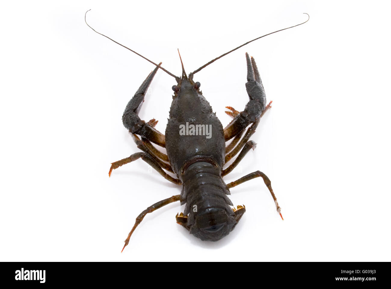 Astacus leptodactylus. Narrow-clawed crayfish on white background Stock ...