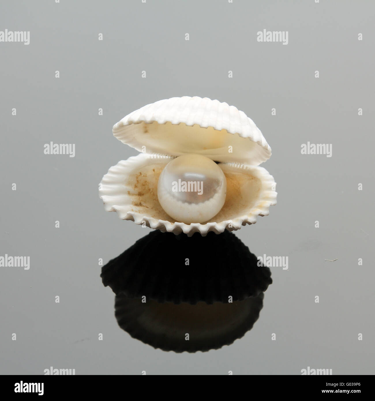 pearl on the seashell . The exotic sea shell . tre Stock Photo - Alamy