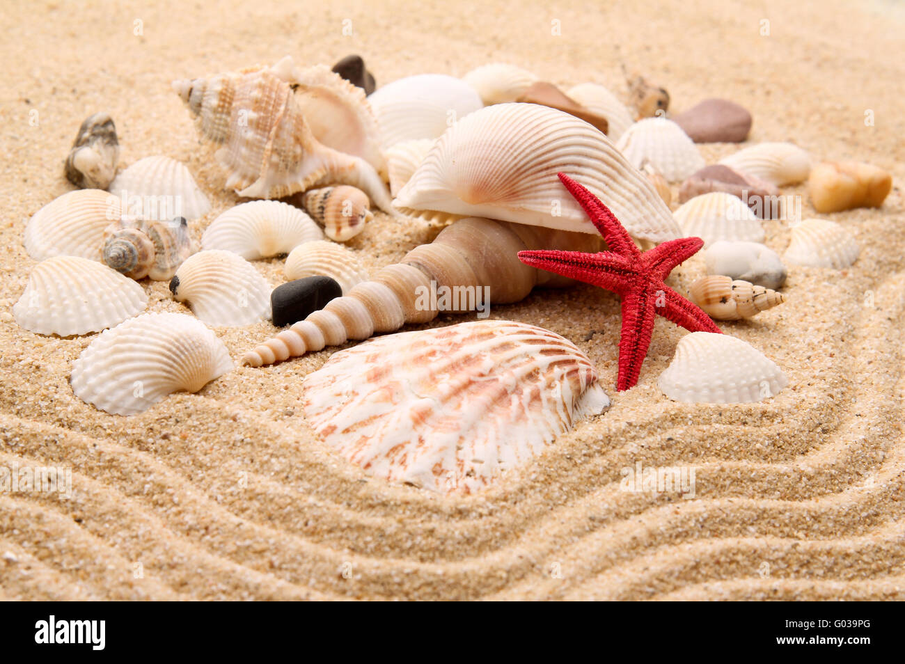 Exotic sea animals hi-res stock photography and images - Alamy