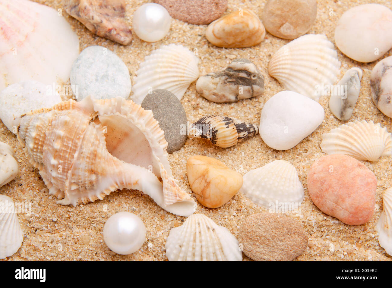 pearl on the seashell . The exotic sea shell . tre Stock Photo - Alamy