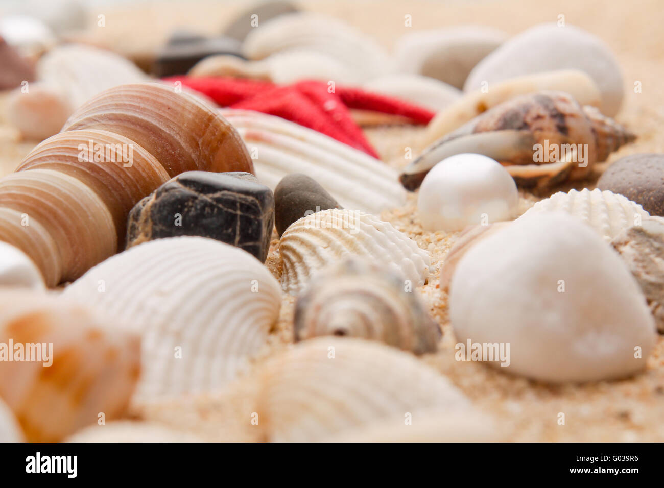 pearl on the seashell . The exotic sea shell . tre Stock Photo - Alamy