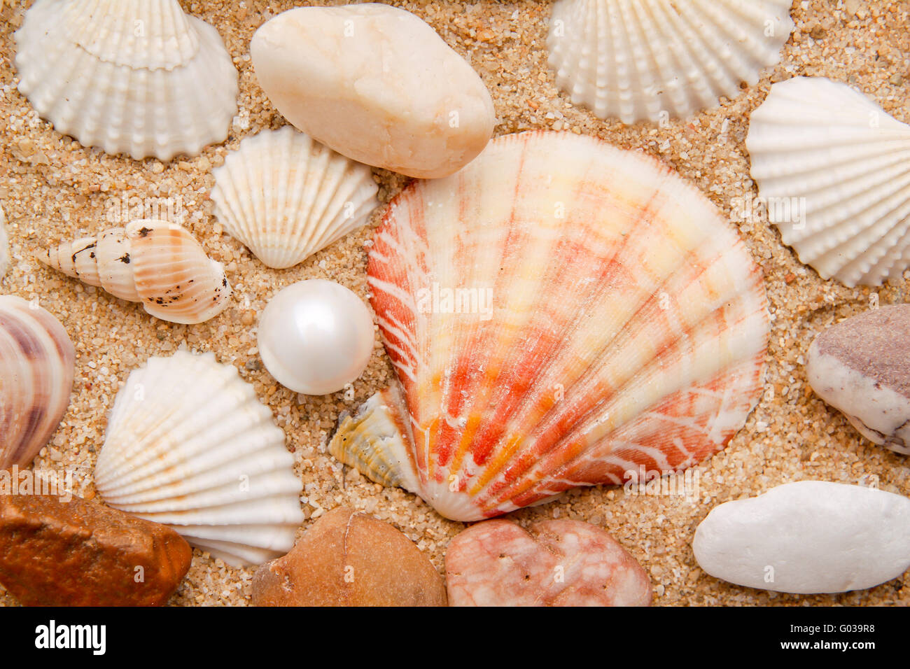 pearl on the seashell . The exotic sea shell . tre Stock Photo - Alamy