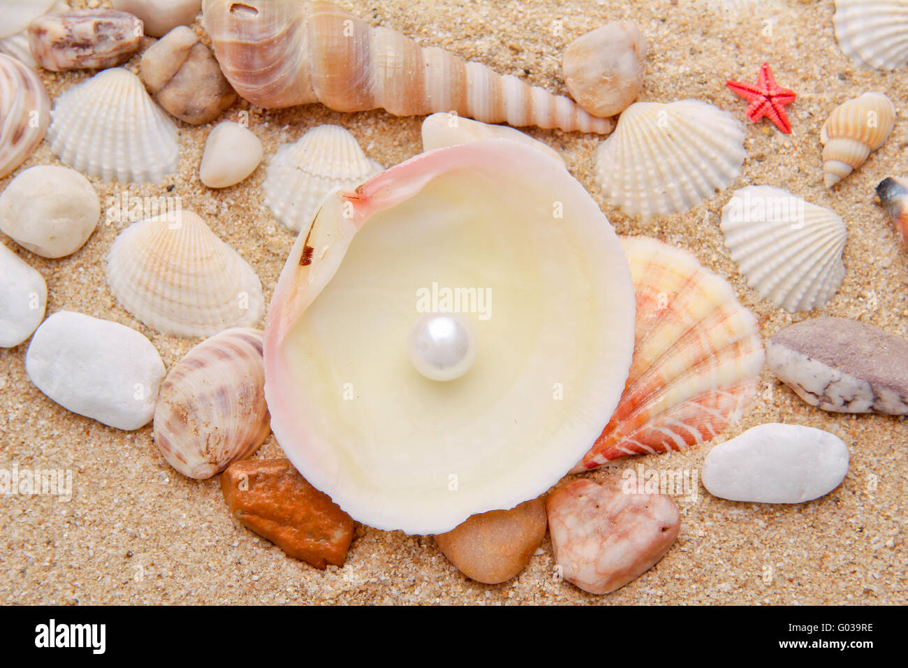 pearl on the seashell . The exotic sea shell . tre Stock Photo - Alamy