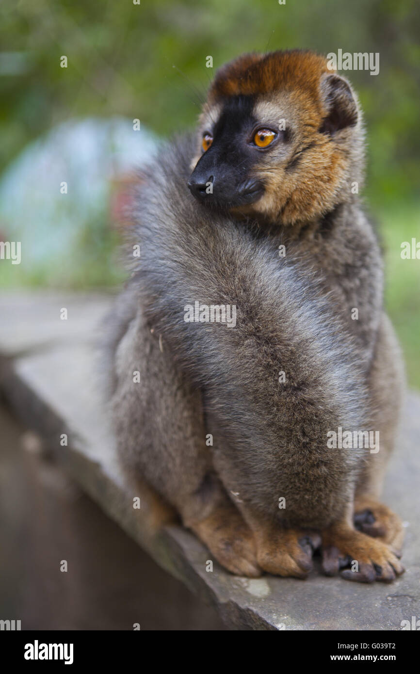 Common brown lemur, Eulemur fulvus, Madagascar Stock Photo - Alamy