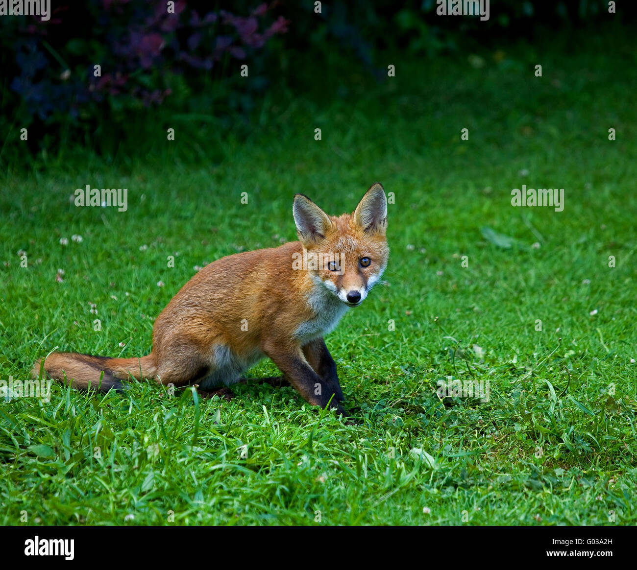Red Fox Cub Stock Photo - Alamy