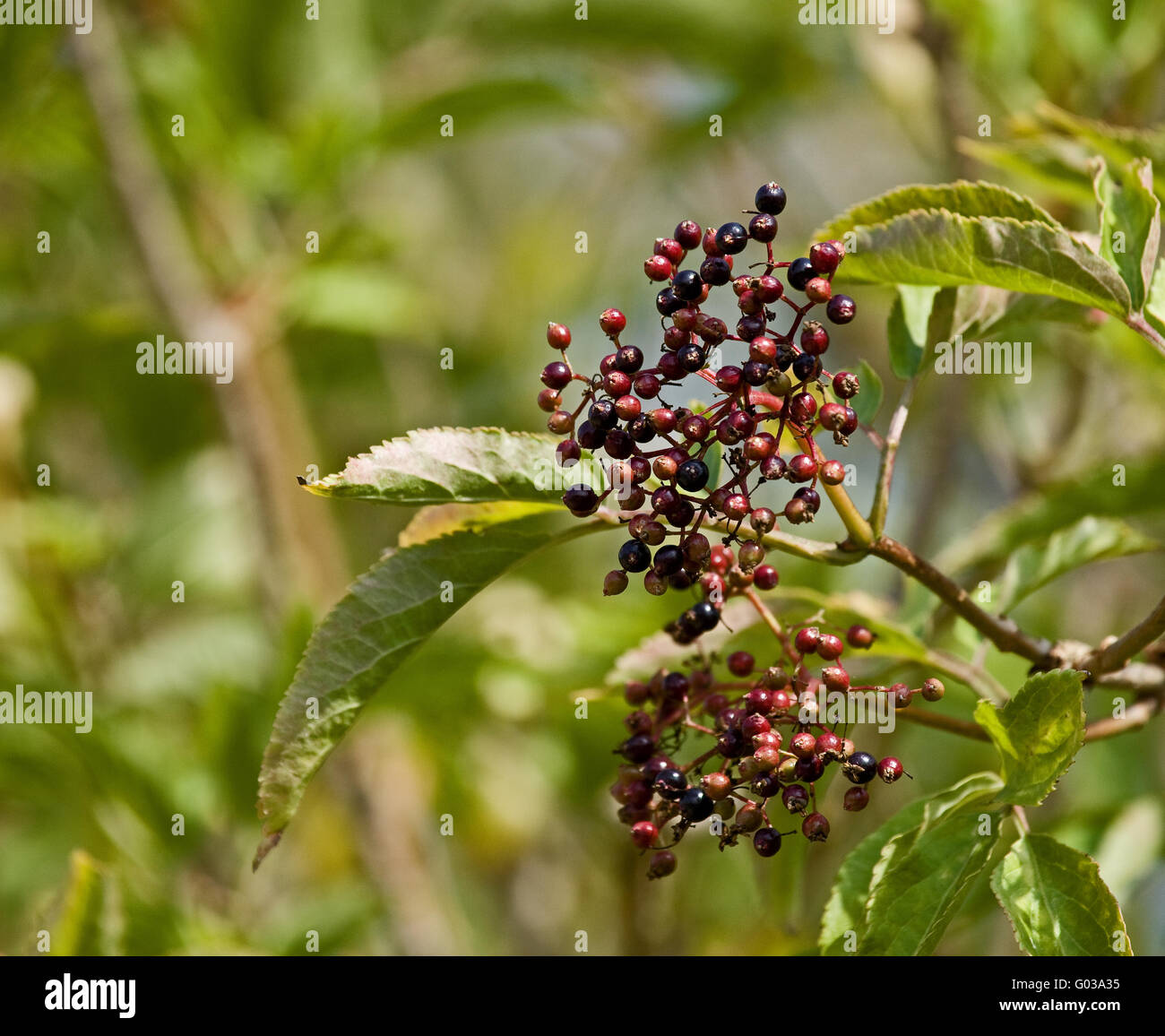 Elder tree england hi-res stock photography and images - Alamy
