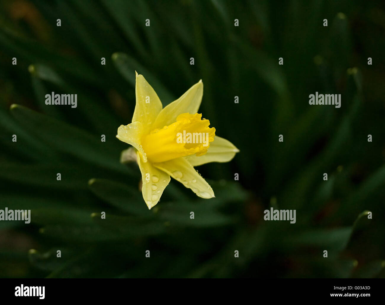 Narcissus and leaves Stock Photo - Alamy