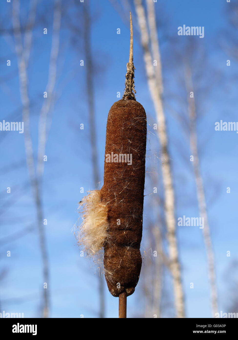 Bullrush flower hi-res stock photography and images - Alamy