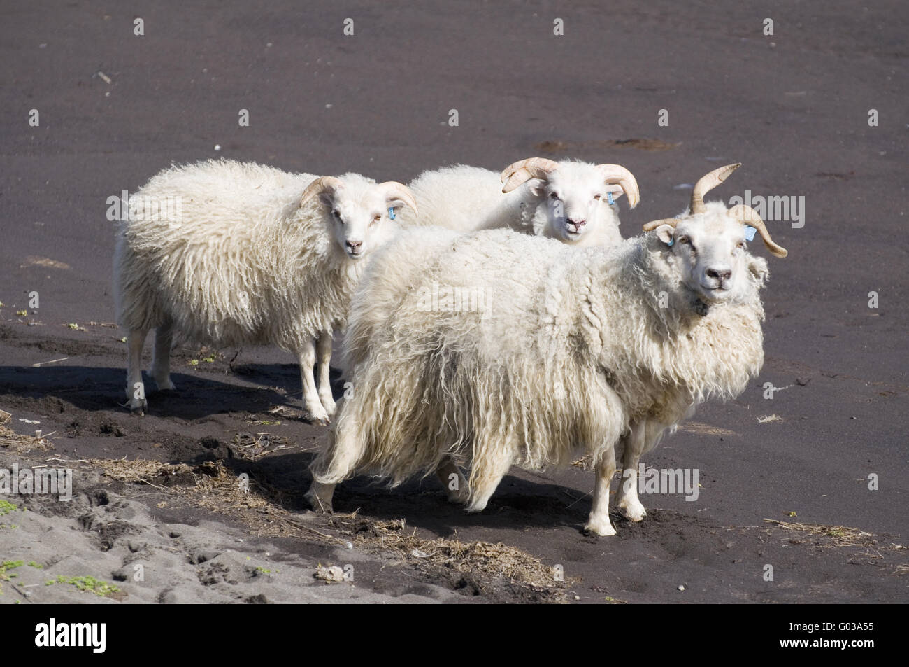 Cheeps hi-res stock photography and images - Alamy