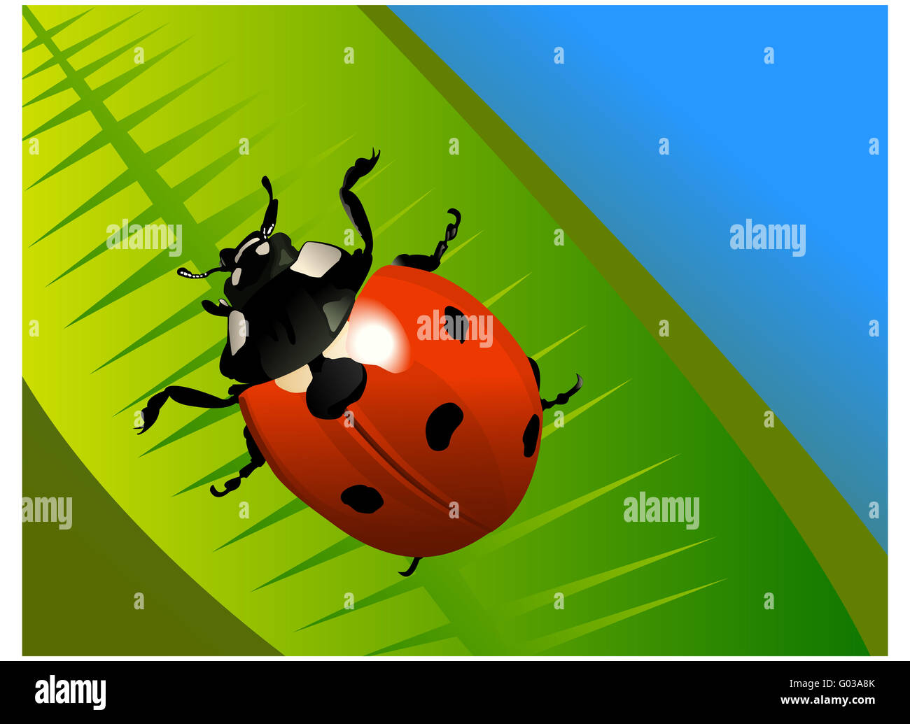 the colored ladybird Stock Photo - Alamy