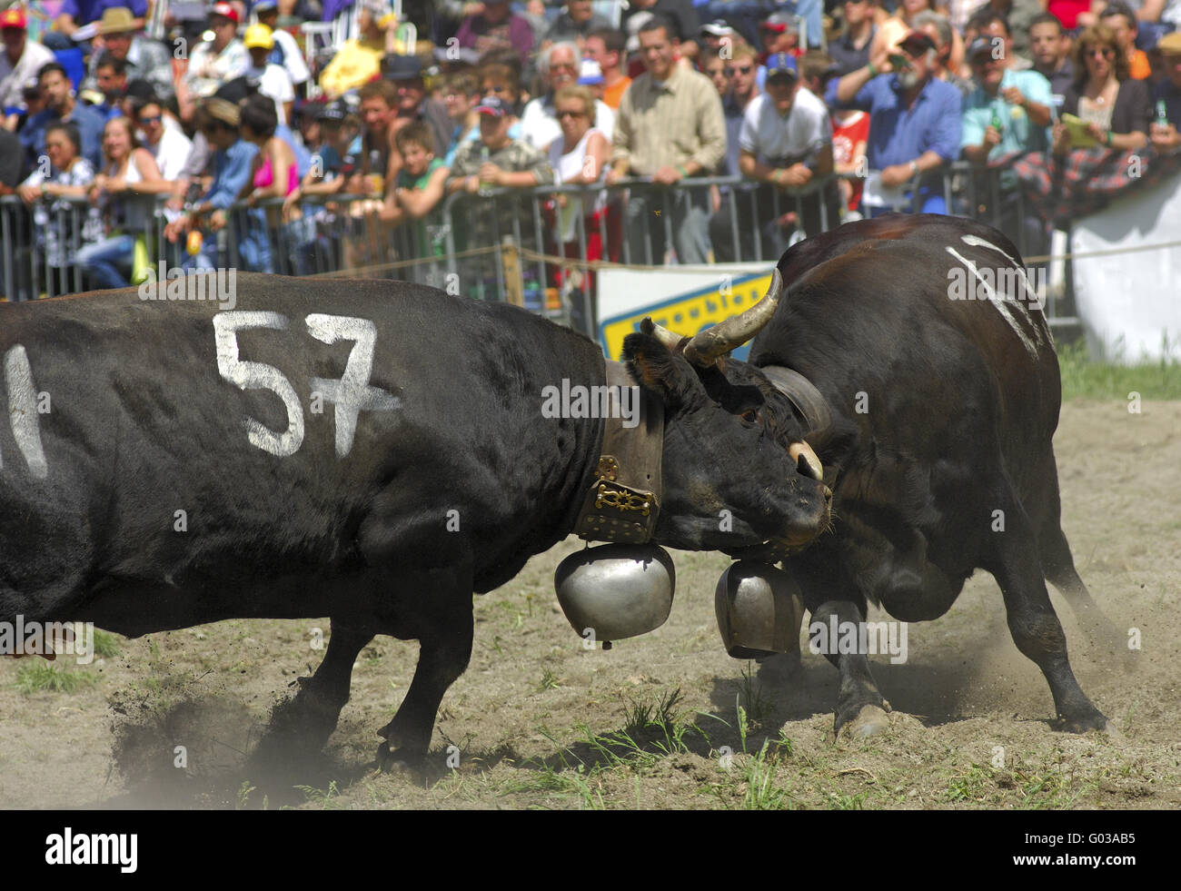 Eringer kampfkuh hi-res stock photography and images - Alamy