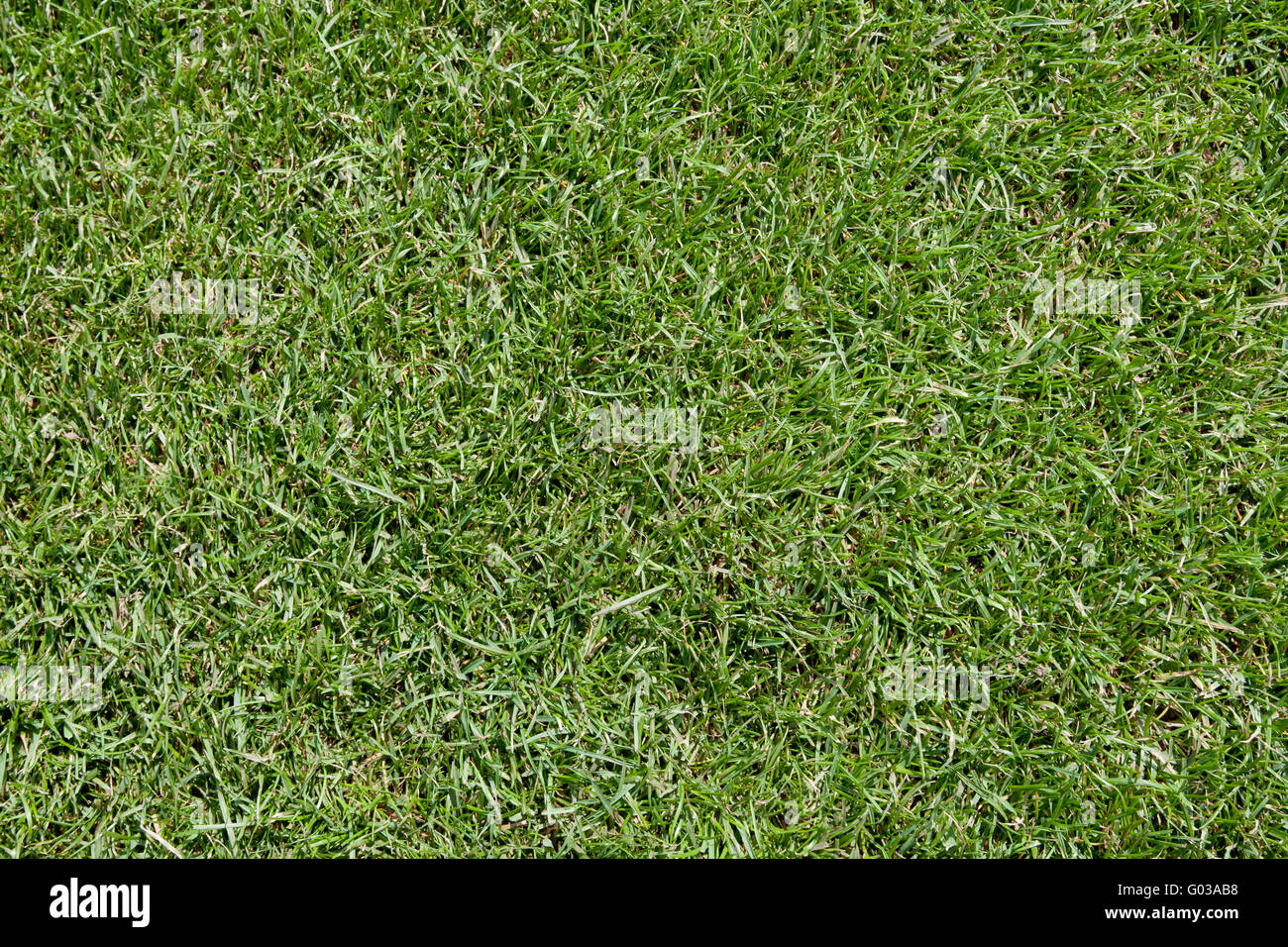 Fresh natural lawn grass field Stock Photo - Alamy