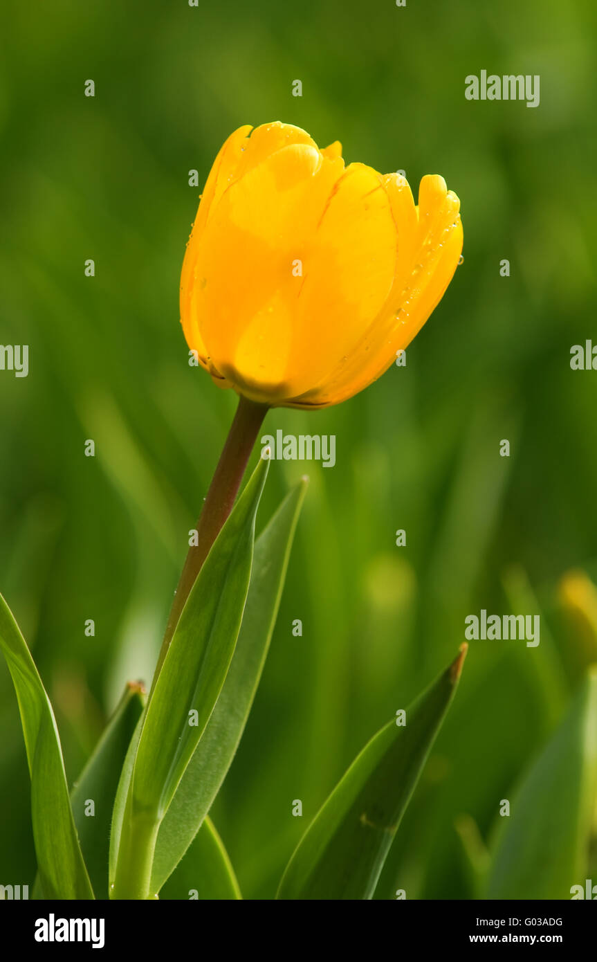 The close up view of a single yellow tulip over green background Stock ...