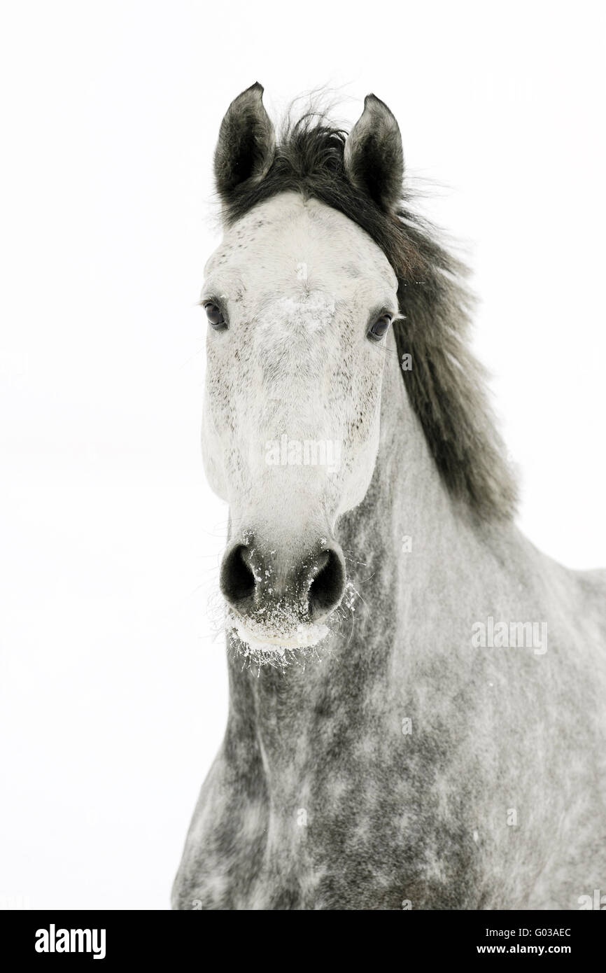 Gelding hi-res stock photography and images - Alamy