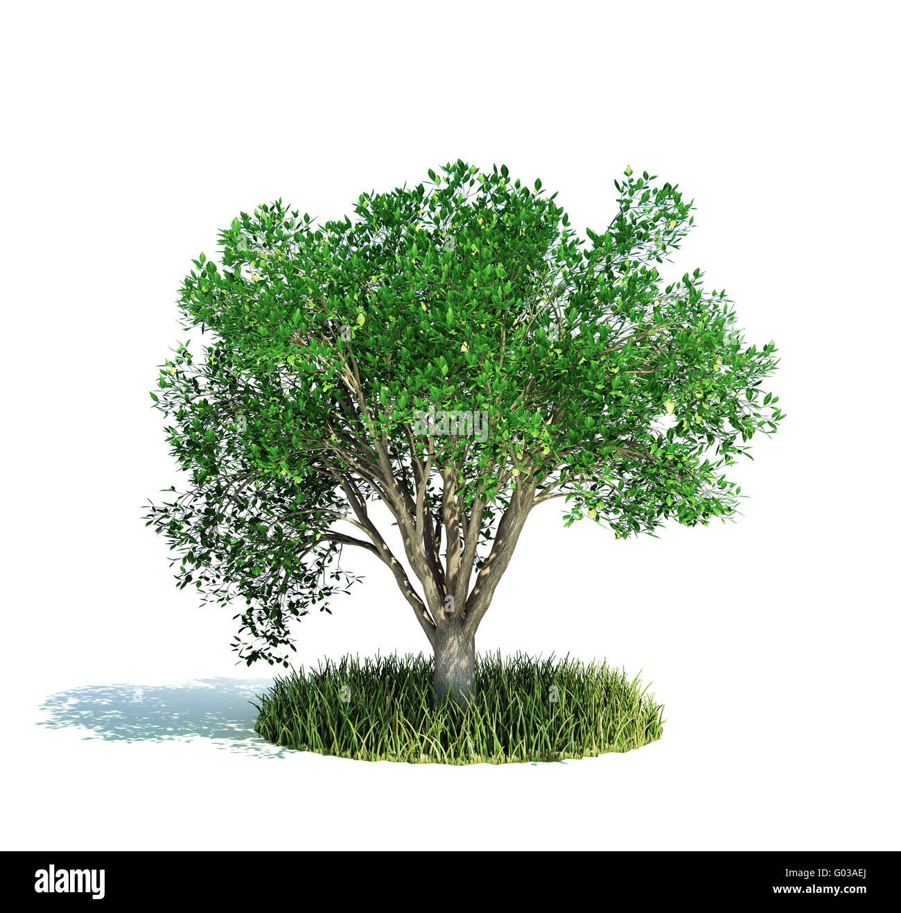 Tree isolated on white growing on small grass patch Stock Photo - Alamy