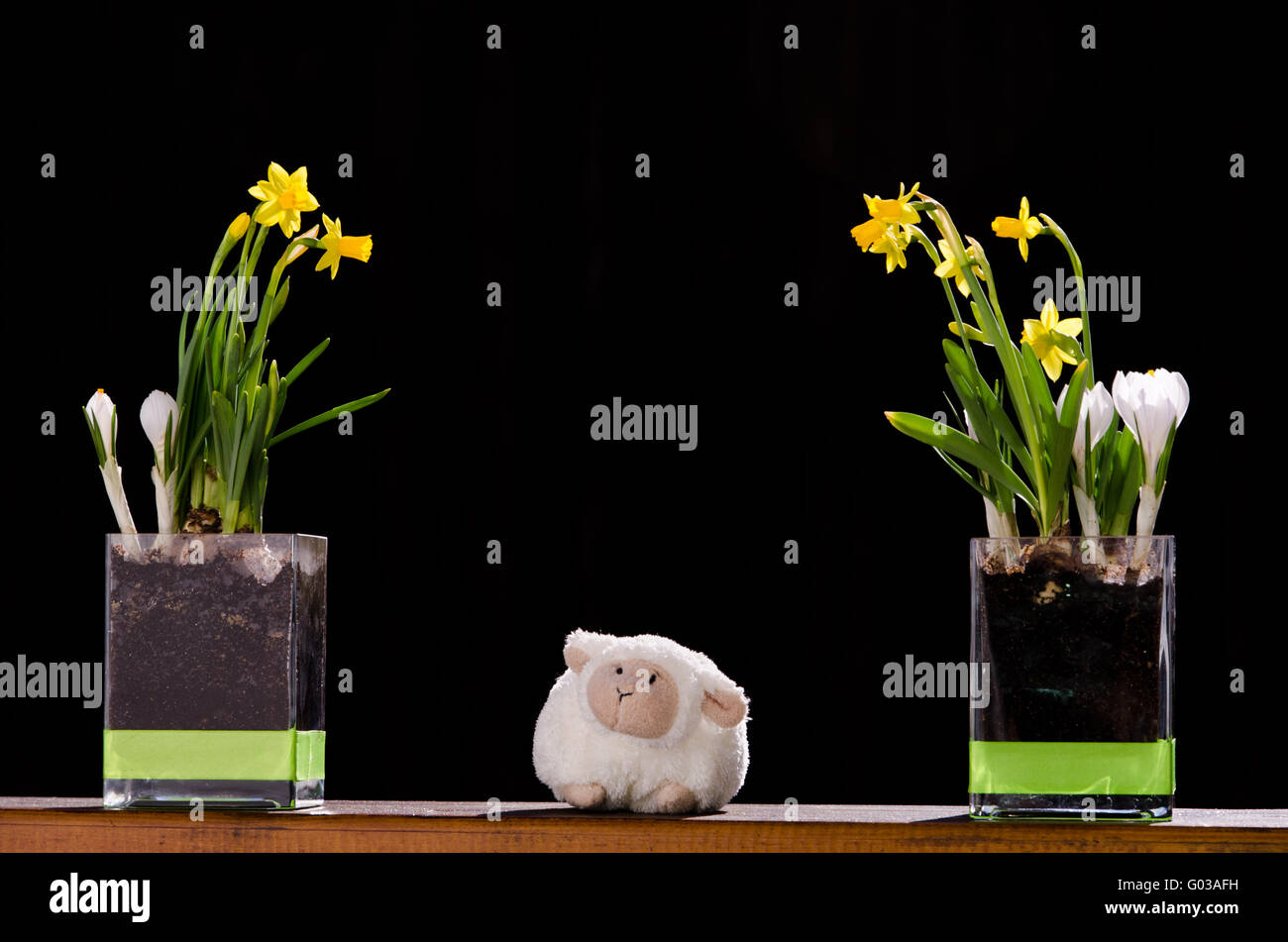 Cute lamb daffodils hi-res stock photography and images - Alamy