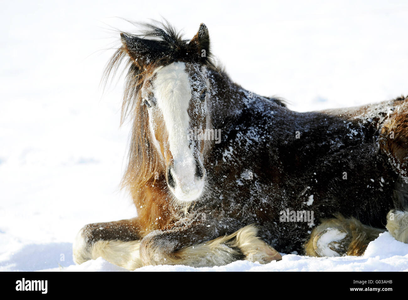 irish cob mare snow lying cold frozen Stock Photo - Alamy