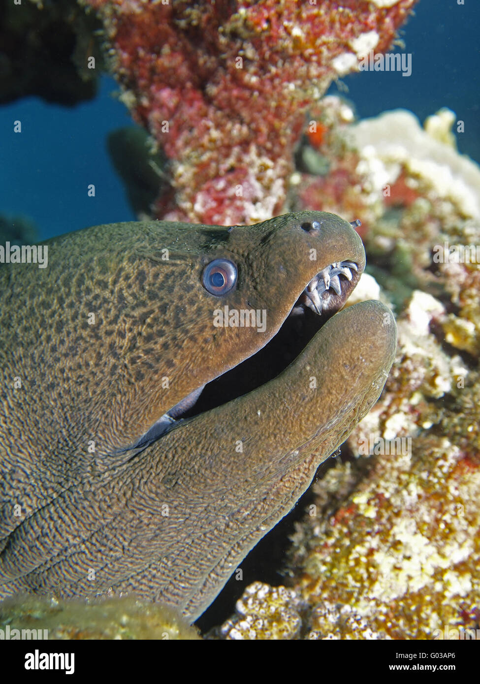 Giant Moray eel Stock Photo - Alamy