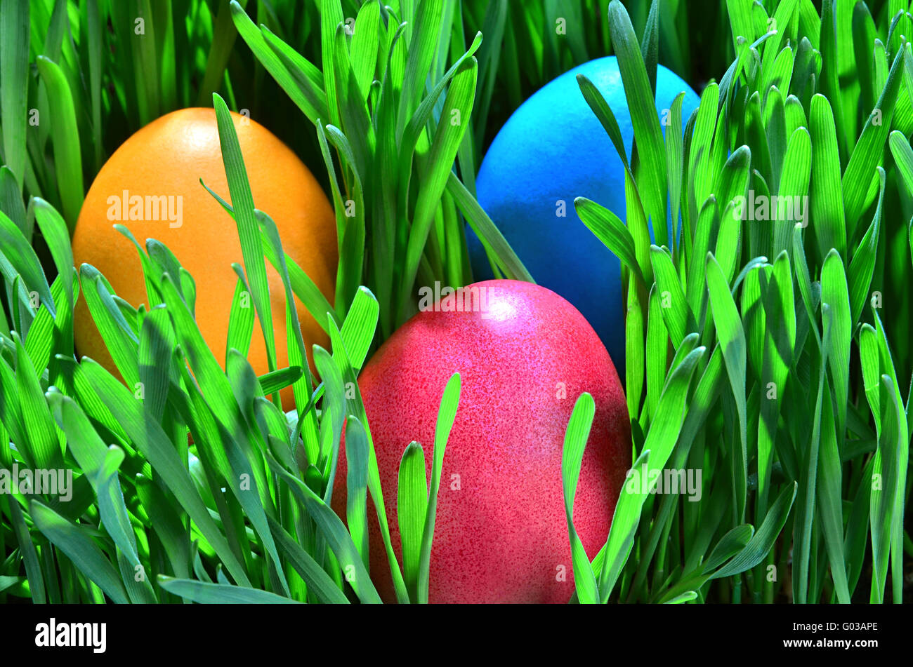Gras verstecken hi-res stock photography and images - Alamy