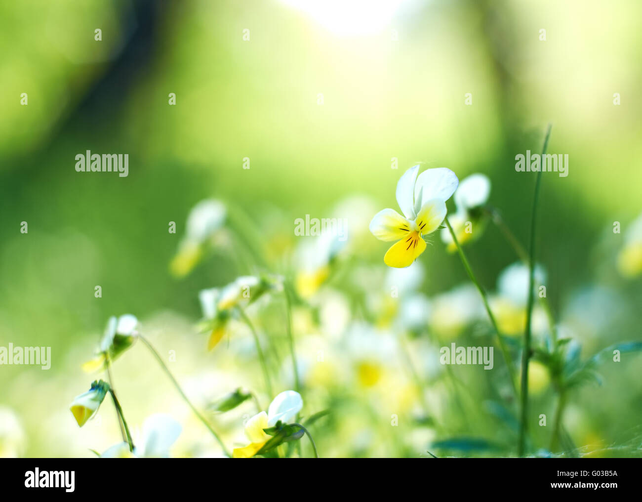Spring flowers close-up Stock Photo - Alamy