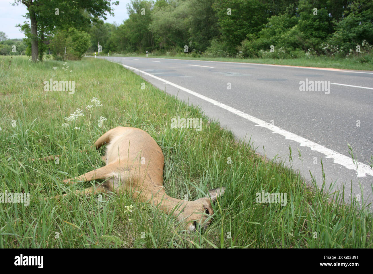Dead deer on a country road Stock Photo - Alamy