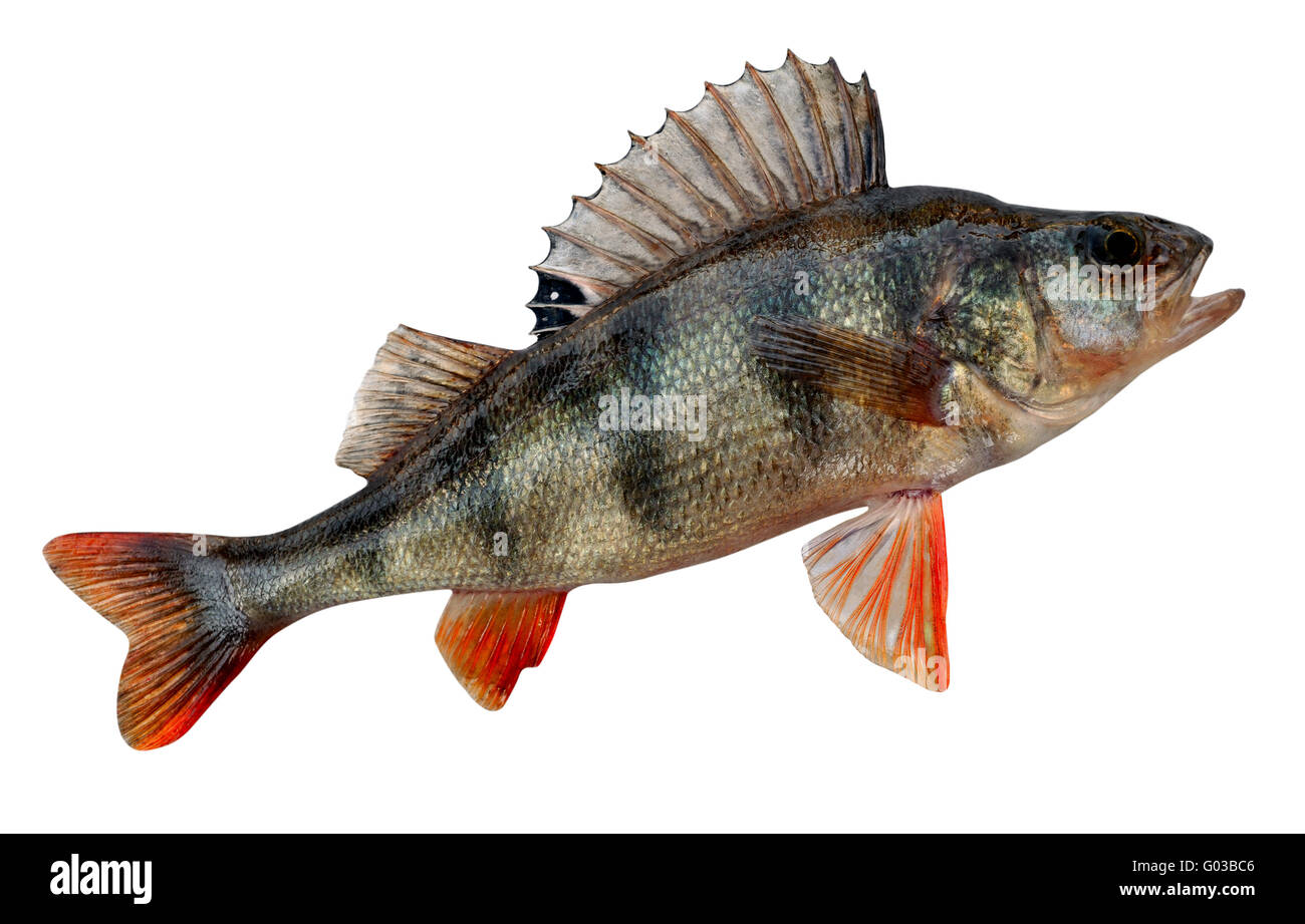 The European perch Stock Photo - Alamy