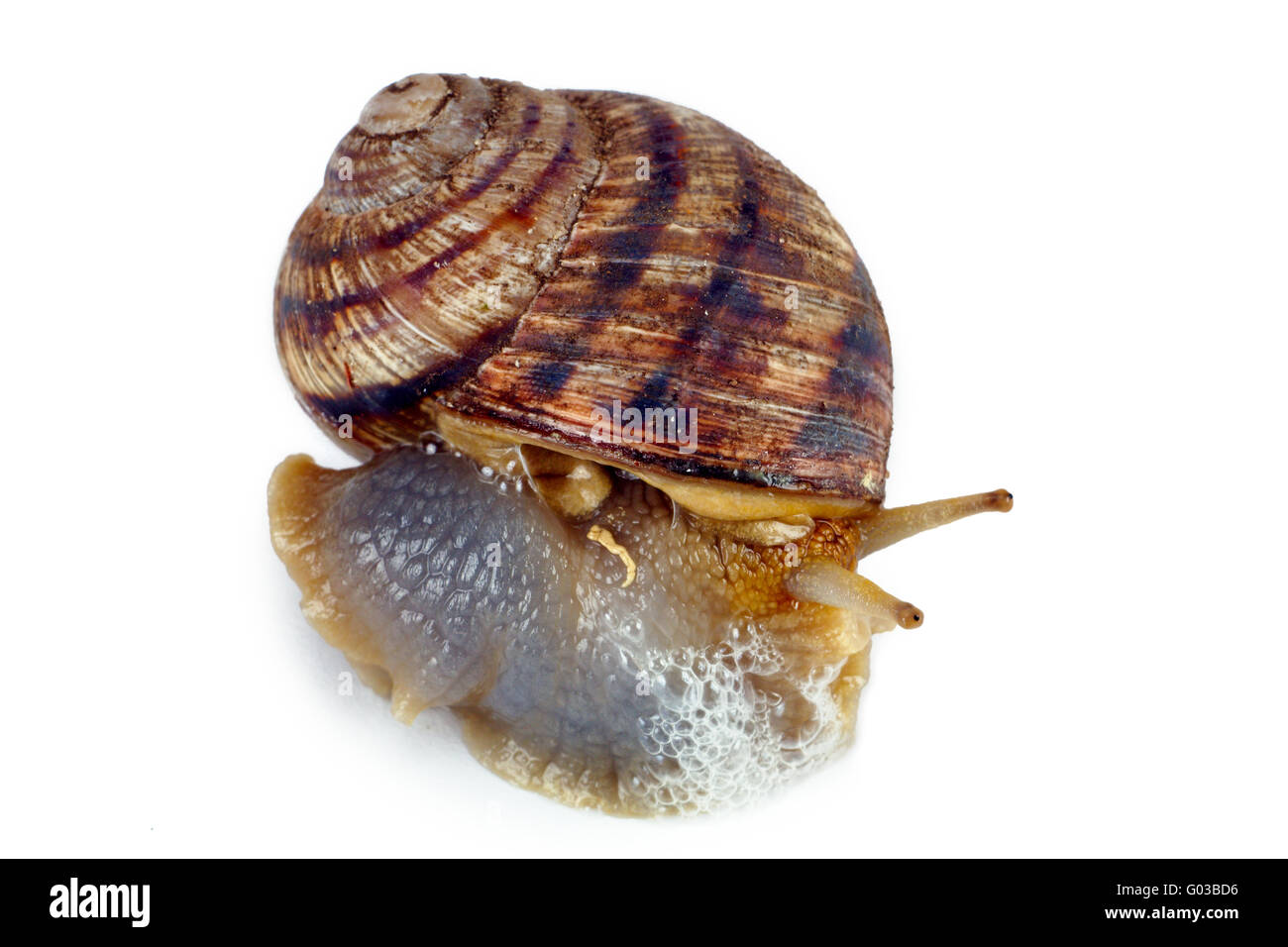 Snail side view hi-res stock photography and images - Alamy