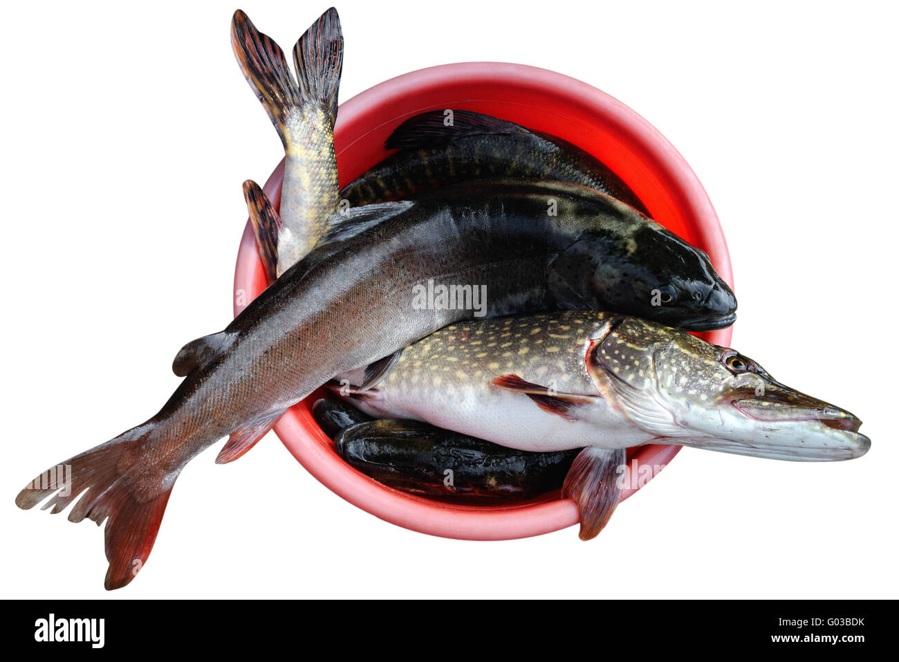 Good catch of larger fish in a plastic basin . Isolated on white ...