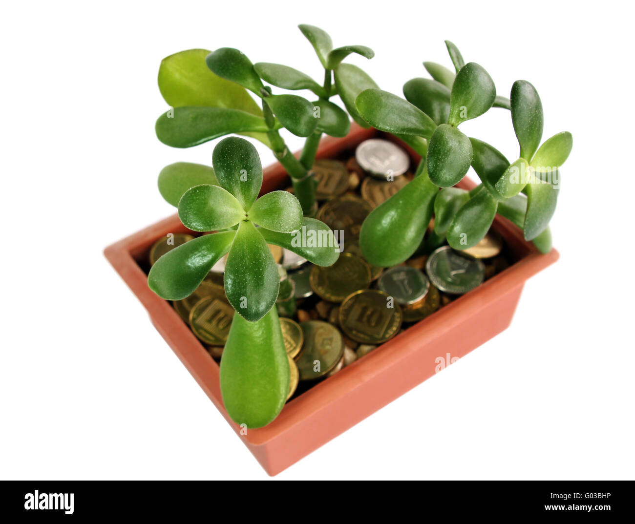 Tree on coin hi-res stock photography and images - Alamy