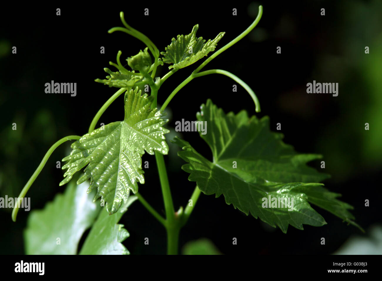 Branch of a grapevine Stock Photo - Alamy