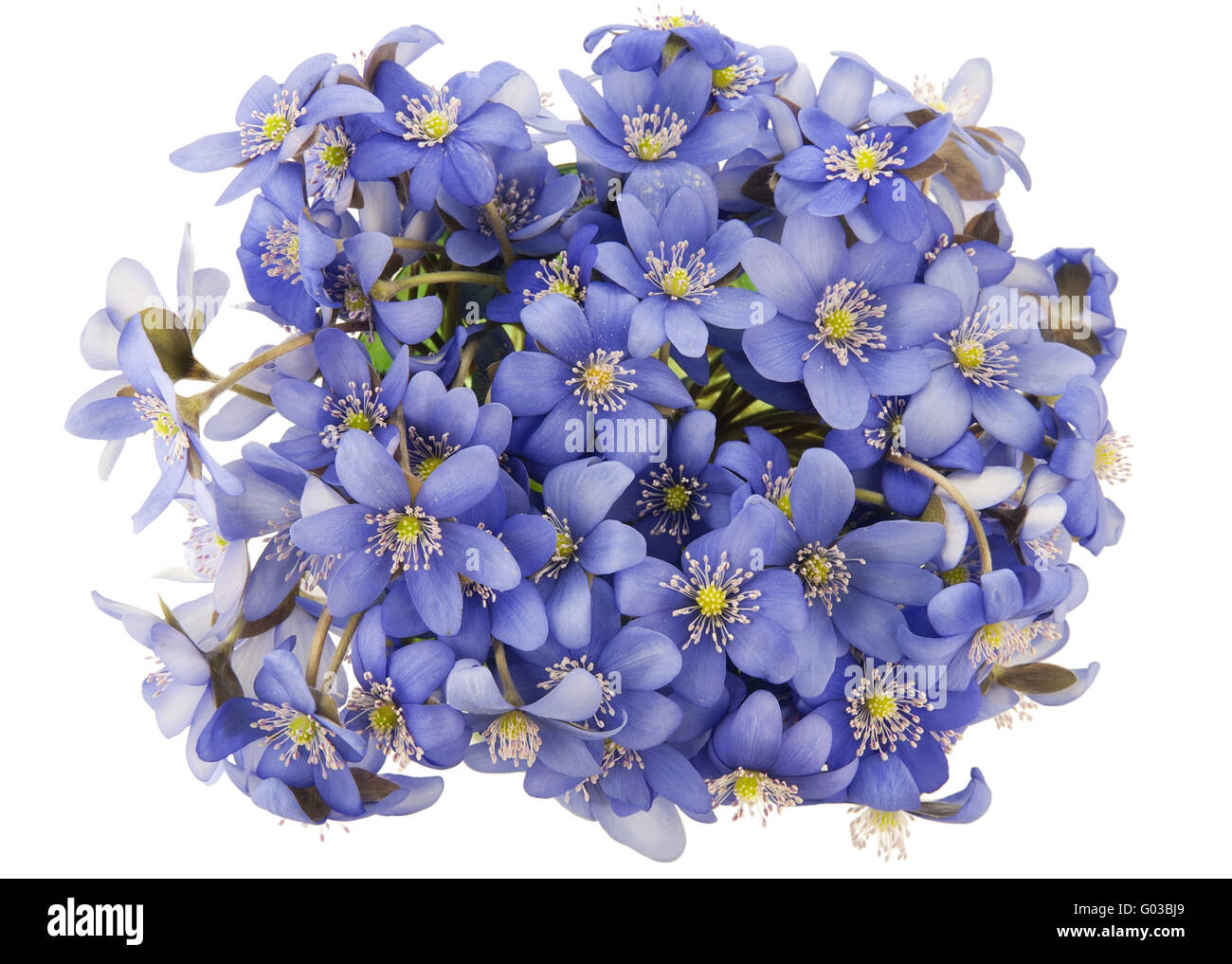 First grass hi-res stock photography and images - Alamy